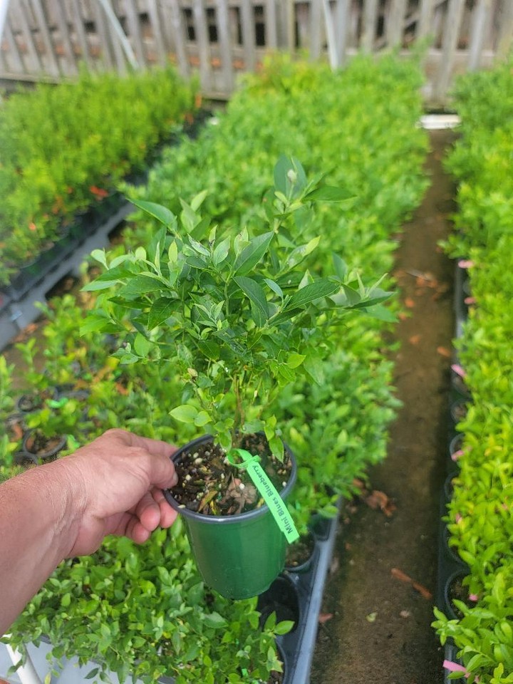 Mini Blues Blueberry Bush - Live Plant - ( 1 QT ) | eBay