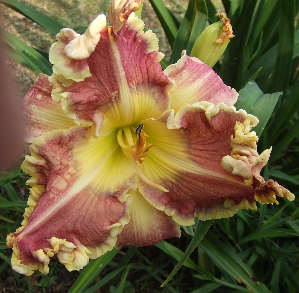 GARY COLBY DAYLILY, Petit, Rose with Gold Edge, Rebloomer, Angel Wings ...