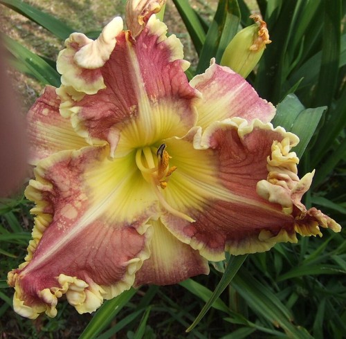 GARY COLBY DAYLILY, Petit, Rose with Gold Edge, Rebloomer, Angel Wings ...