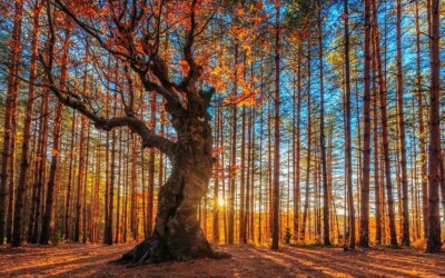 Landscape nature forest trees fall sun rays bulgaria Custom Gaming Mat ...