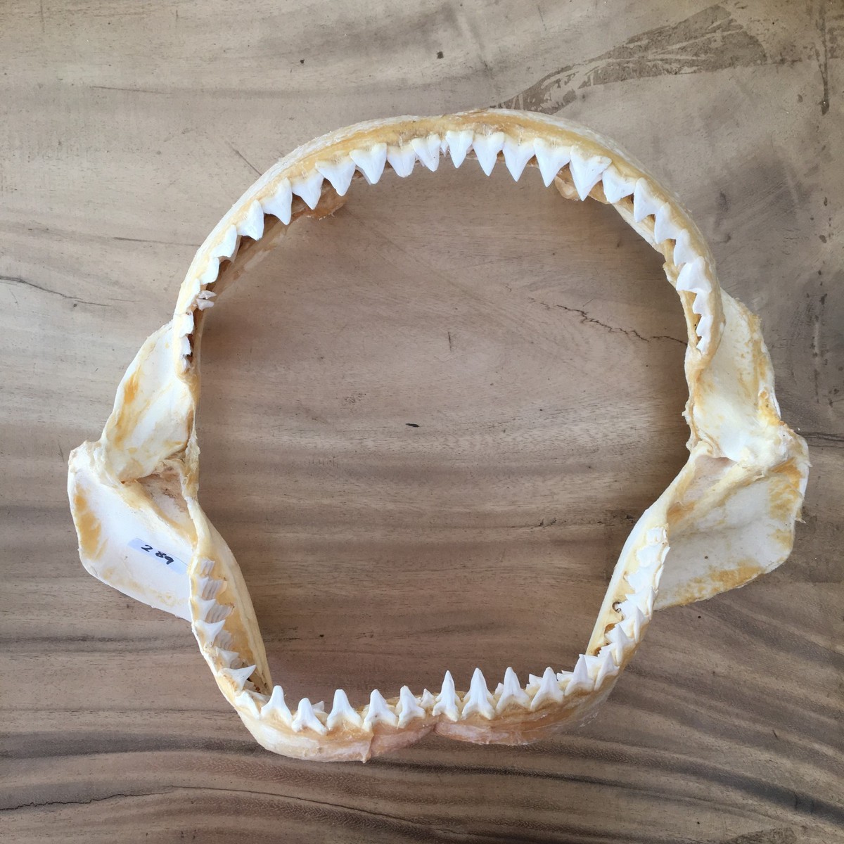 Baby Bull Shark Teeth Fun Shark Tooth Facts For Shark Week | Greater