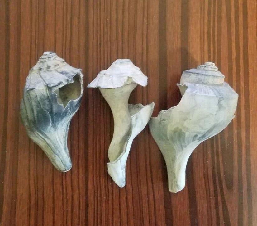 Shattered Conch Shell