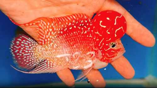 Exotic Flowerhorn Kamfa F3 Vibrant Color | Unique Shape | Live Fish #23 ...