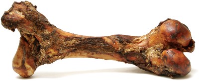 16-18" Jumbo Beef Bone – USDA Inspected Meaty Femur for Medium to Large ...