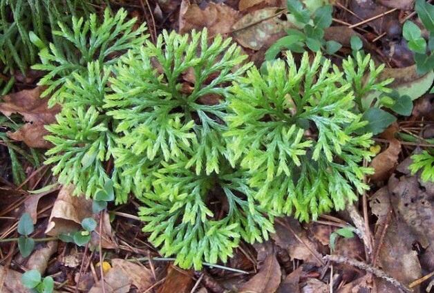 Ground Cedar Club Moss