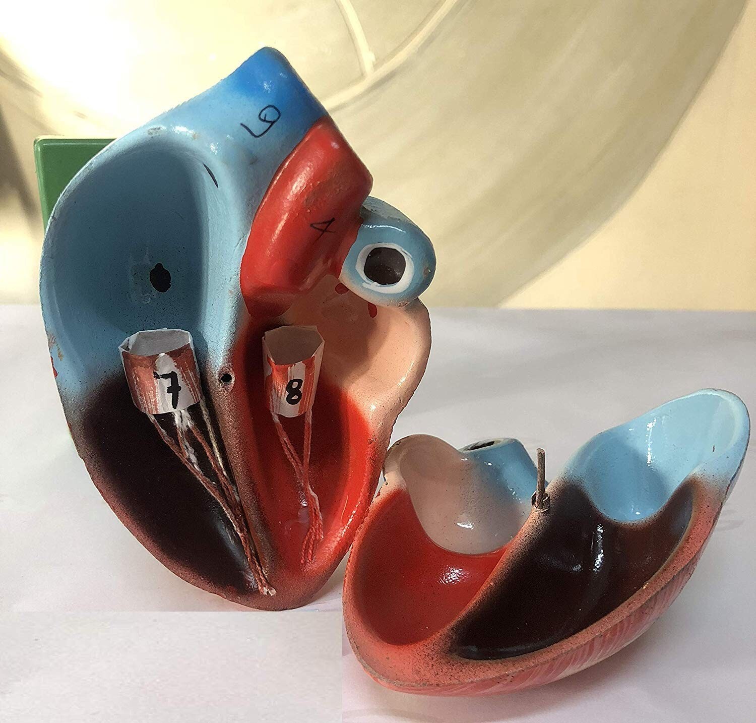 Dissectible Model of the Human Heart a valuable educational tool for ...