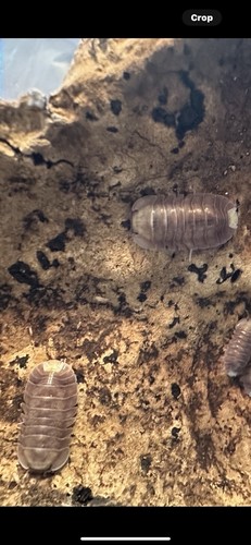 12+ Cubaris Crystal Wall Isopods (very rare) | eBay