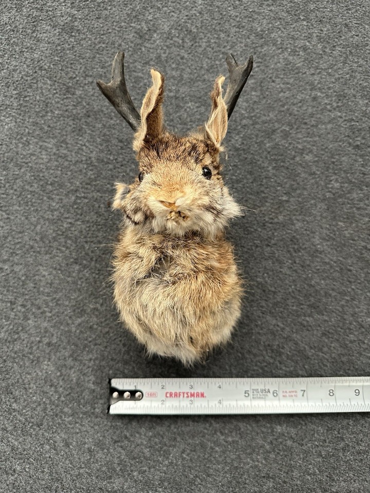 Taxidermy Jackalope Wall-mounted Hunting Decor — Vintage, Needs Some ...