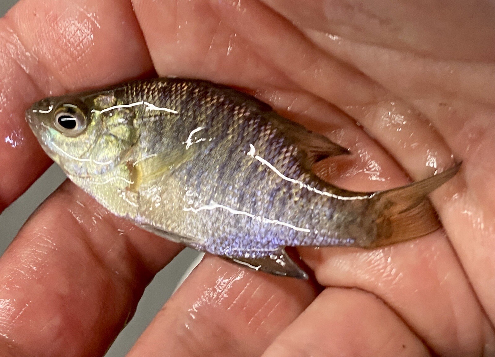 2 Live Baby Bluegill Sunfish Lg Ass 1.5-2.5”. This Fish Can Be Raised ...