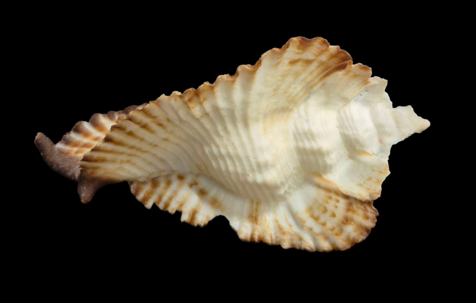 Shell TIMBELLUS BEDNALLI W/O W.Australia 81,5 mm # GREAT COLORS | eBay