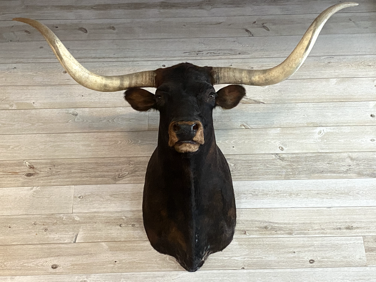 Longhorn Head Mount For Sale Texas Longhorn Taxidermy Skull For Sale
