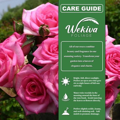 Beverly Rose Bush - Live Starter Plants in 2 Inch Growers Pots | eBay