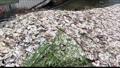 Hilton Head Oyster shells | eBay