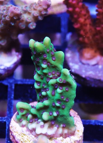 Hulk Digi Montipora Digitata Zoanthids Paly Zoa SPS LPS Corals, WYSIWYG ...