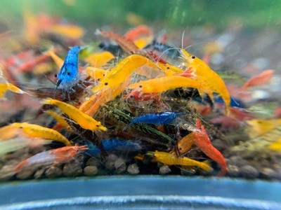 MIXED COLOR CULL NEOCARIDINA AQUARIUM SHRIMP FOR BEGINNER SHRIMP KEEPER ...