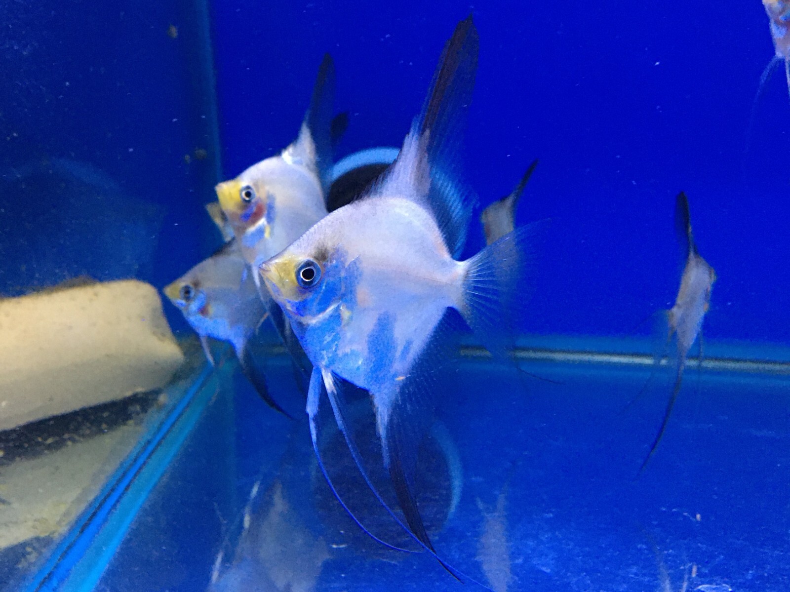 BULGARIAN GREEN VEIL+ Angelfish - Paraiba Variant - Half $ body size (4 ...