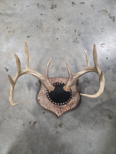 Large Whitetail Buck Deer Antler Rack On Plaque | eBay