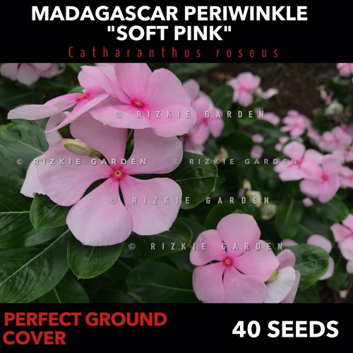Soft Pink Madagascar Periwinkle, Catharanthus roseus, Flower Seeds x 40 ...