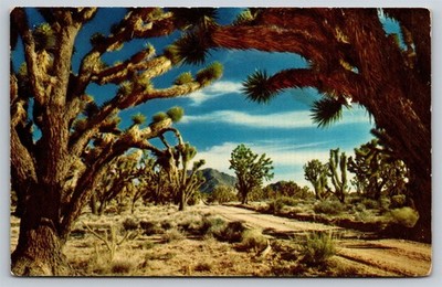 California CA Joshua Tree Forest National Park Vintage c1954 Postcard ...