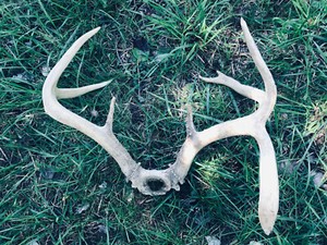 Taxidermy BIG DROP TINE TYPICAL 3 x 3 point WHITETAIL DEER antlers 129 ...