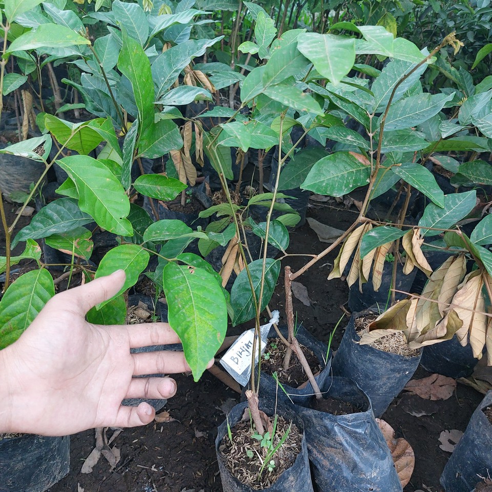 Grafted Rambutan Binjai Nephelium lappaceum Linn Fruit Tree Free Phyto ...
