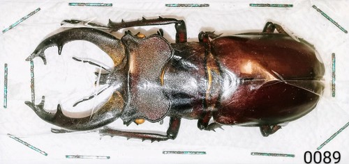 Lucanidae Lucanus fryi 62-64mm A1 from THAILAND - #0089B | eBay Australia