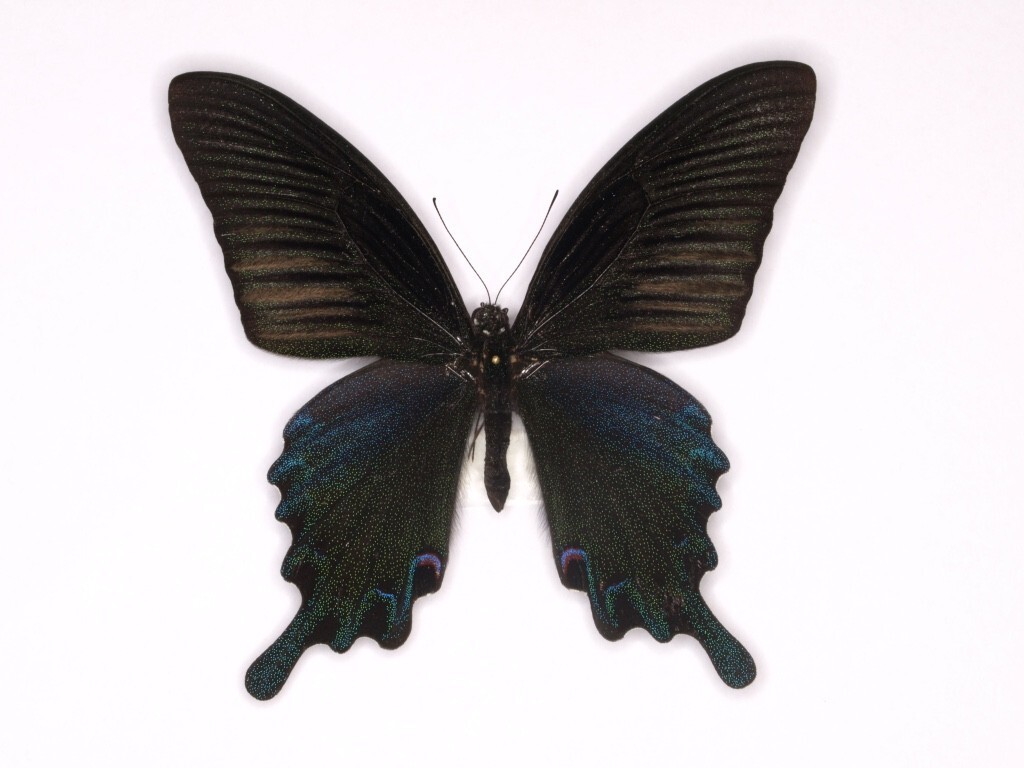 PAPILIO DIALIS ANDRONICUS MALE from TAIWAN | eBay