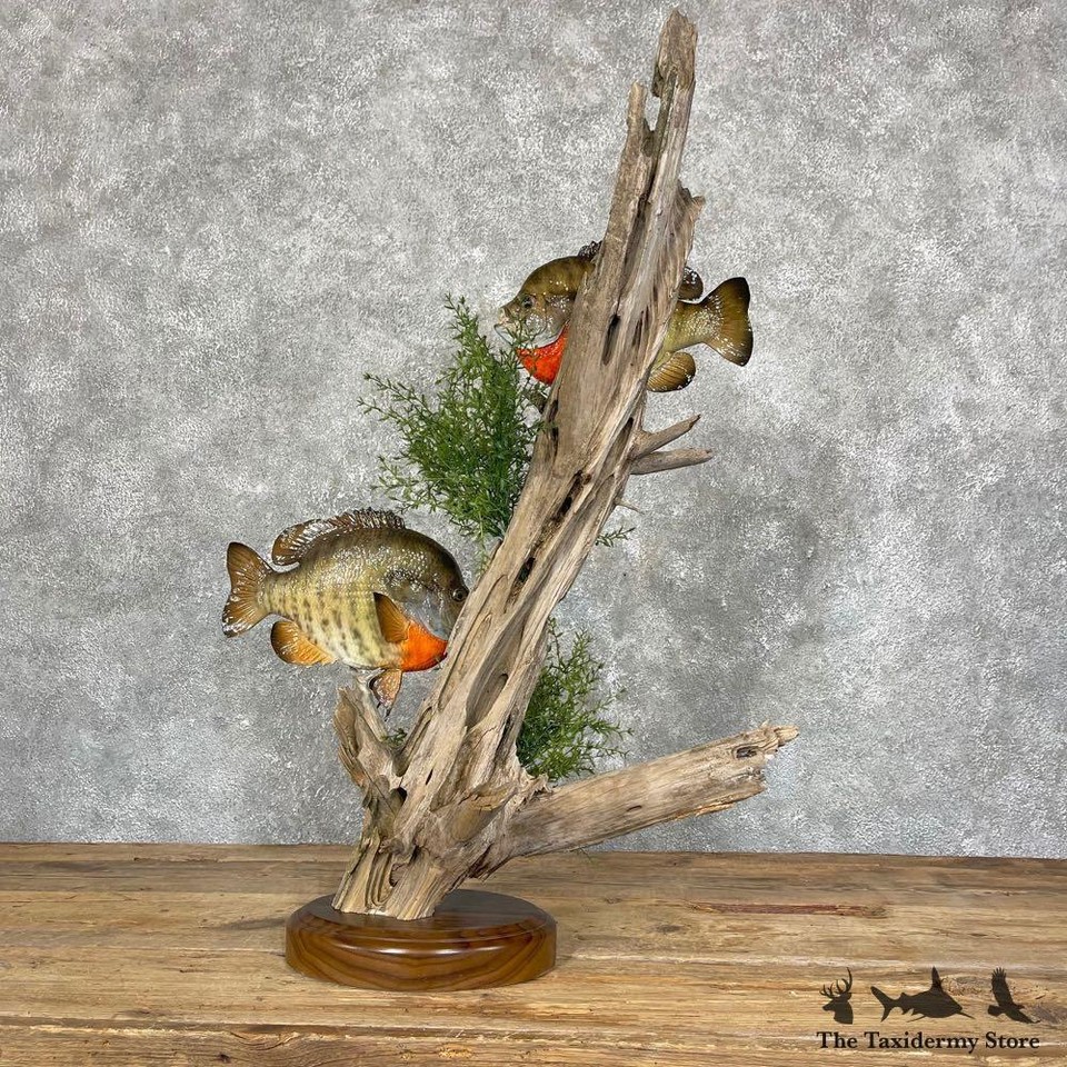 #24689 WC | Bluegill Pair Freshwater Taxidermy Fish Mount For Sale | eBay