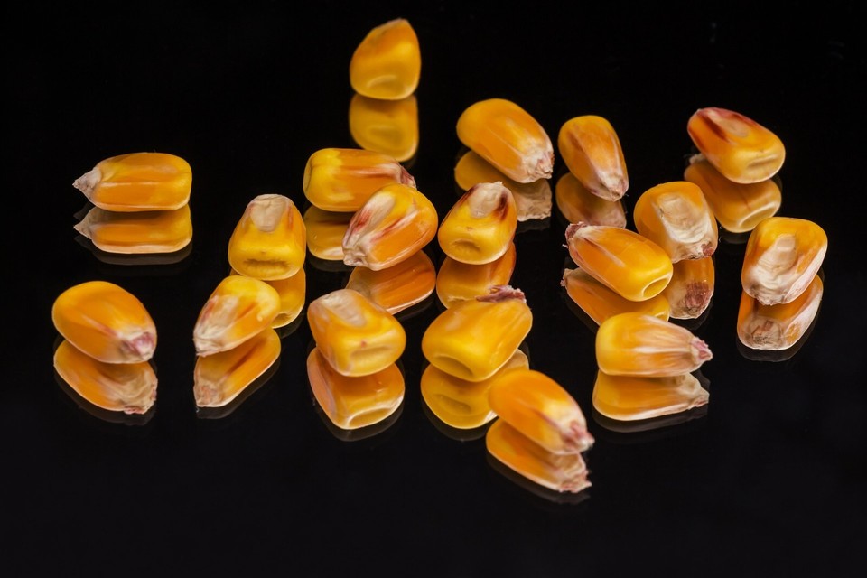 Yellow Dent Corn Seed (Reid’s) – NON-GMO for Planting, Sprouting ...