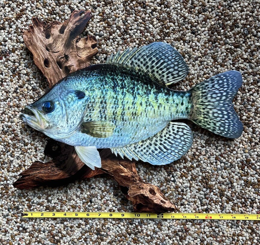 18" White Crappie Replica Scene 2D Flat Metal White Crappie Fish Art ...
