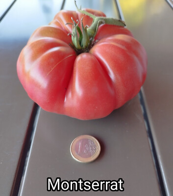 TOMATENSAMEN | MONTSERRAT | 15 SAMEN | STABTOMATE | FREILAND | eBay.de