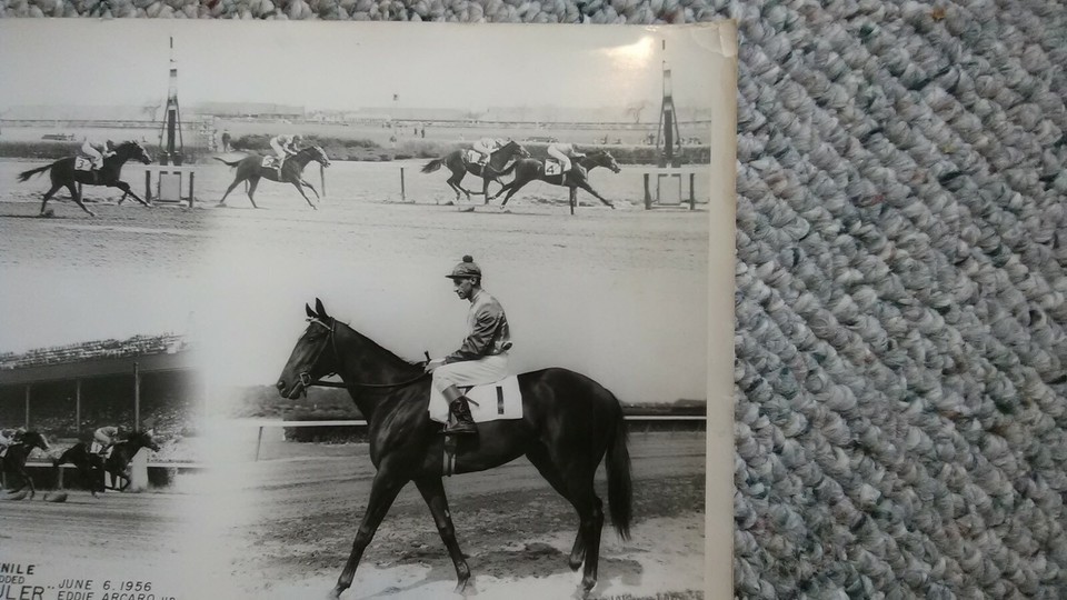 Vintage 1956 BOLD RULER Composite Photo. Truly Rare. Secretariat. Horse ...