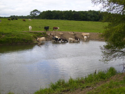 Photo 6x4 River Derwent downstream from Howsham Bridge Howsham/SE7362 A ...