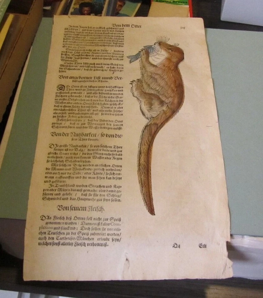 Naturebook Page For An Animal