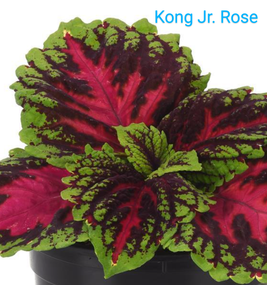 Coleus Couple: Live Annual Plants/Plugs, 10 "baby" Plants, 5 Of Each ...
