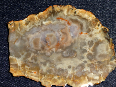 COPROLITE slab- 4" x 3 1/8"-- Fossilized poo---rough -cabbing-display ...