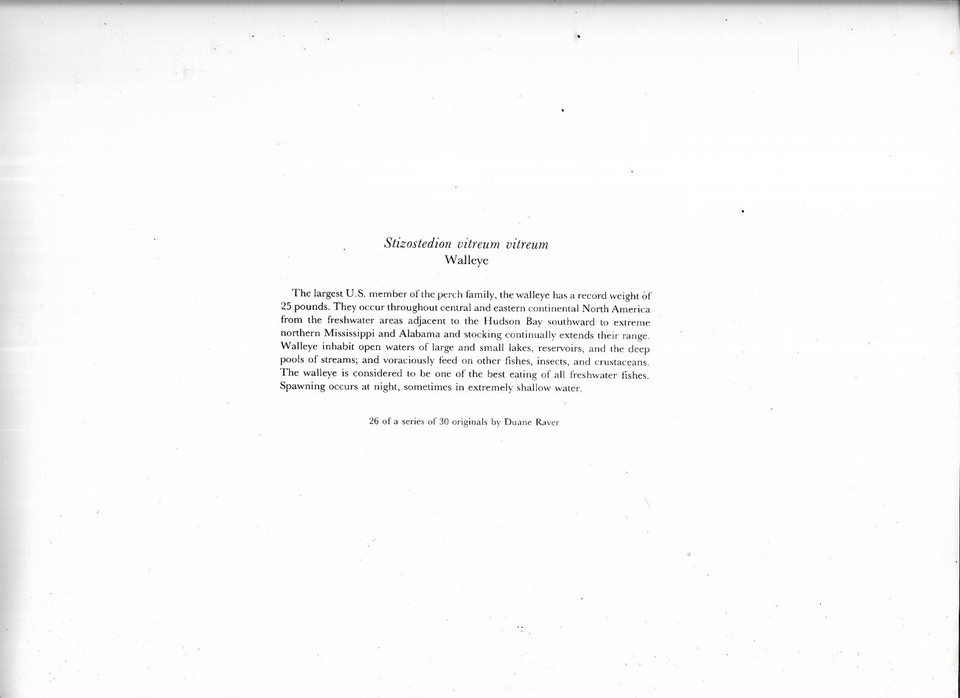 1981-Walleye #26- Duane Raver- Fish & Wildlife Service-N. American Fish ...