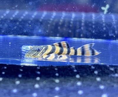 L397 Alenquer Tiger Pleco (3 to 4 cm) - High Quality Live Fish | eBay