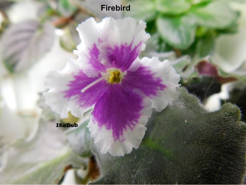 African Violet 2 Leaves, Firebird, Vintage Variety | eBay