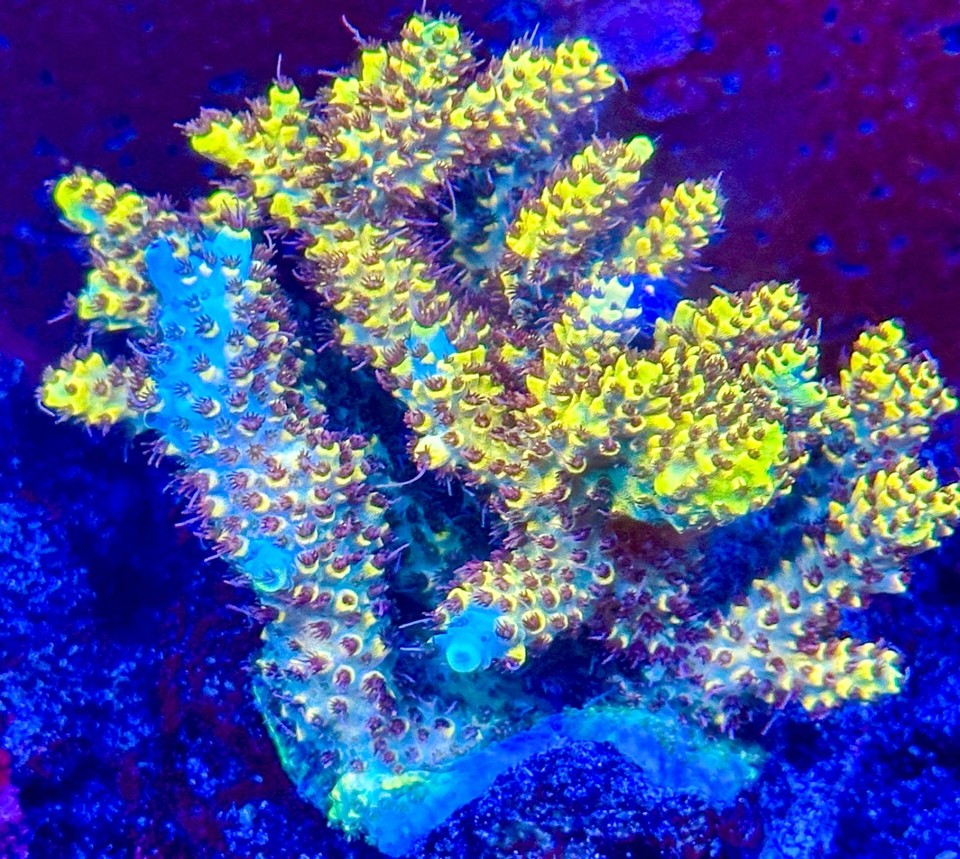 BEC RR Pink Floyd Acro Acropora WYSIWYG Reef Raft Live Coral Frag SPS ...