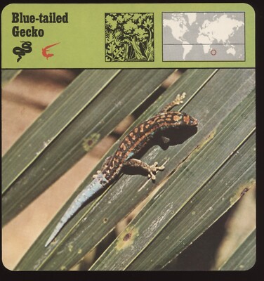 Blue Tailed Gecko Safari Cards Rencontre Reptiles | eBay