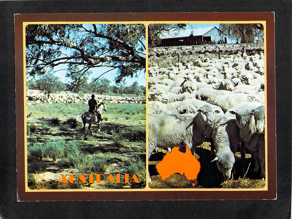 B2031 Australia Sheep Droving Multiview ICP postcard | eBay