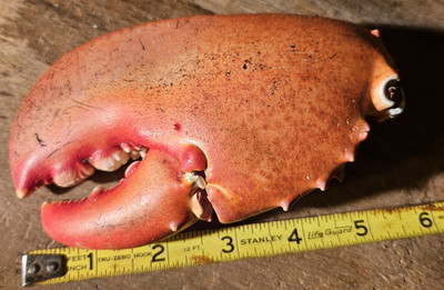 MAINE LOBSTER CLAW SHELLFISH CLAW MARITIME OCEAN REAL SHELL | eBay