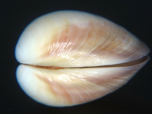 PITAR CITRINUS: RARELY OFFERED HUGE VENERID BIVALVE @ 35.56MM! LOOK ...