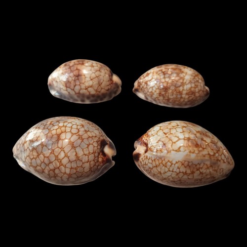 4 Cowrie Cypraea Shells 51mm-59mm | eBay
