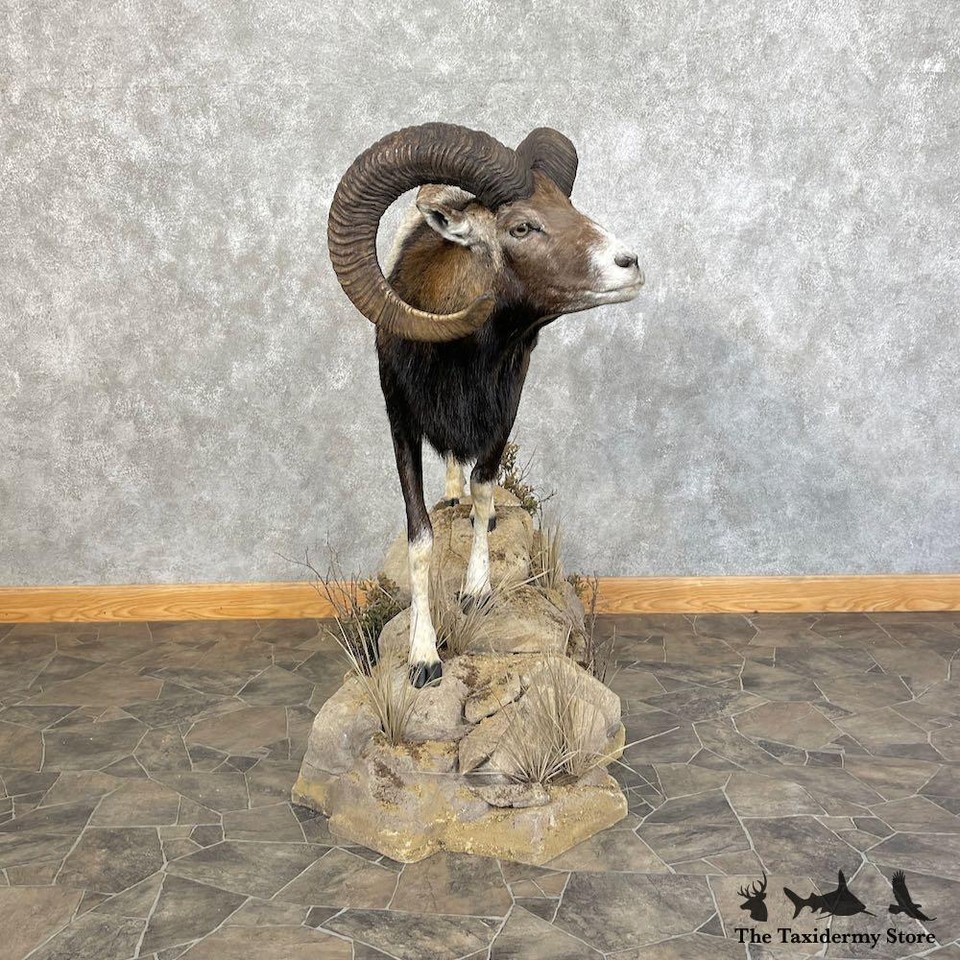 #25438 EL | Iberian Mouflon Ram Life-Size Taxidermy Mount For Sale | eBay