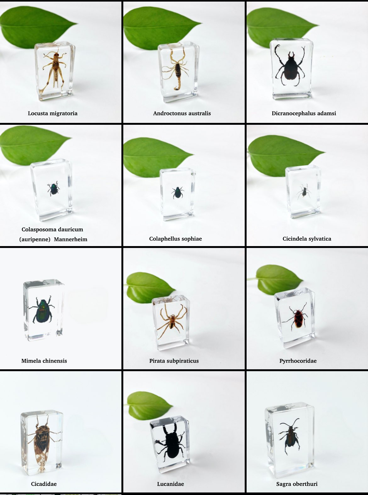 30Pcs Real Insect Specimen Bugs in Resin Collection Beetle in Resin ...