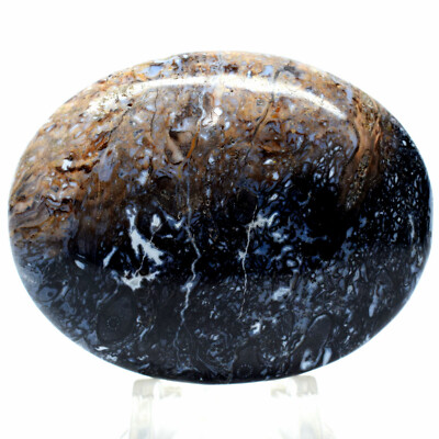 275ct Petrified Wood Palm Tree Pebble Natural Palmoxylon Crystal Cab ...