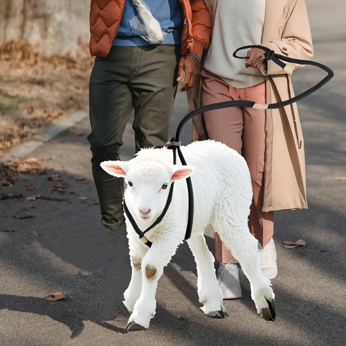 2 Goat Harness, Goat Supplies, Goat Harness for Walking, Washable Goat ...