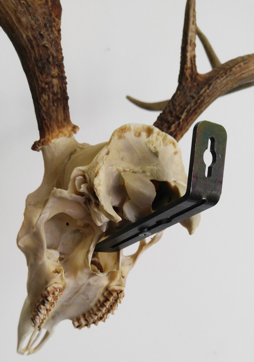 European Mount Hanger Euro Mount Hanger European Mount Skull Hanger ...